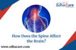 How Spine Affects Brain | EdhaCare